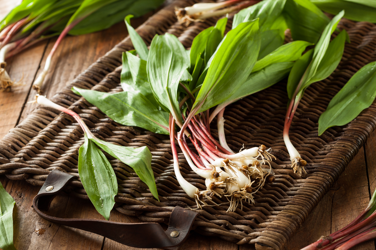 How to Harvest and Cook with Ramps in Western North Carolina - Altamont ...
