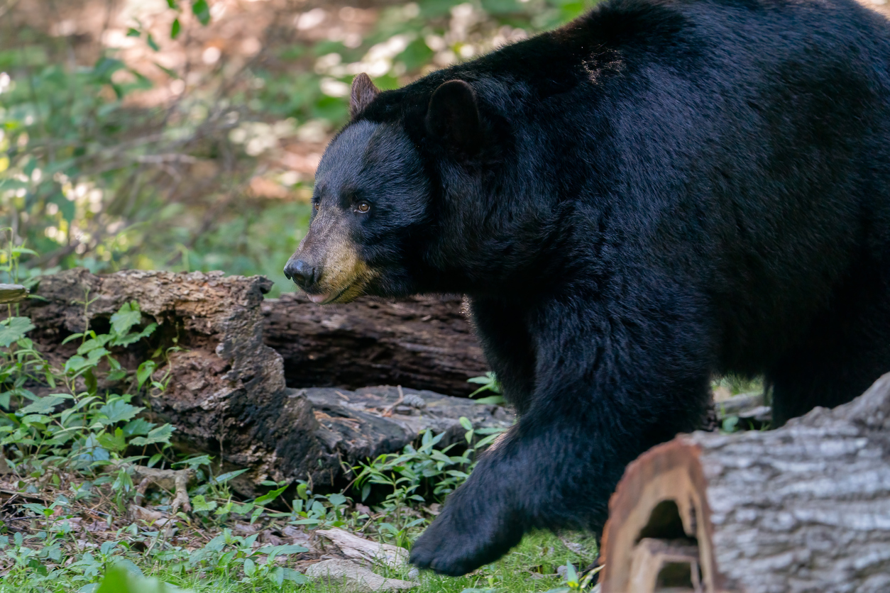 Navigating Bear Country: Essential Safety Guidelines for Western North ...